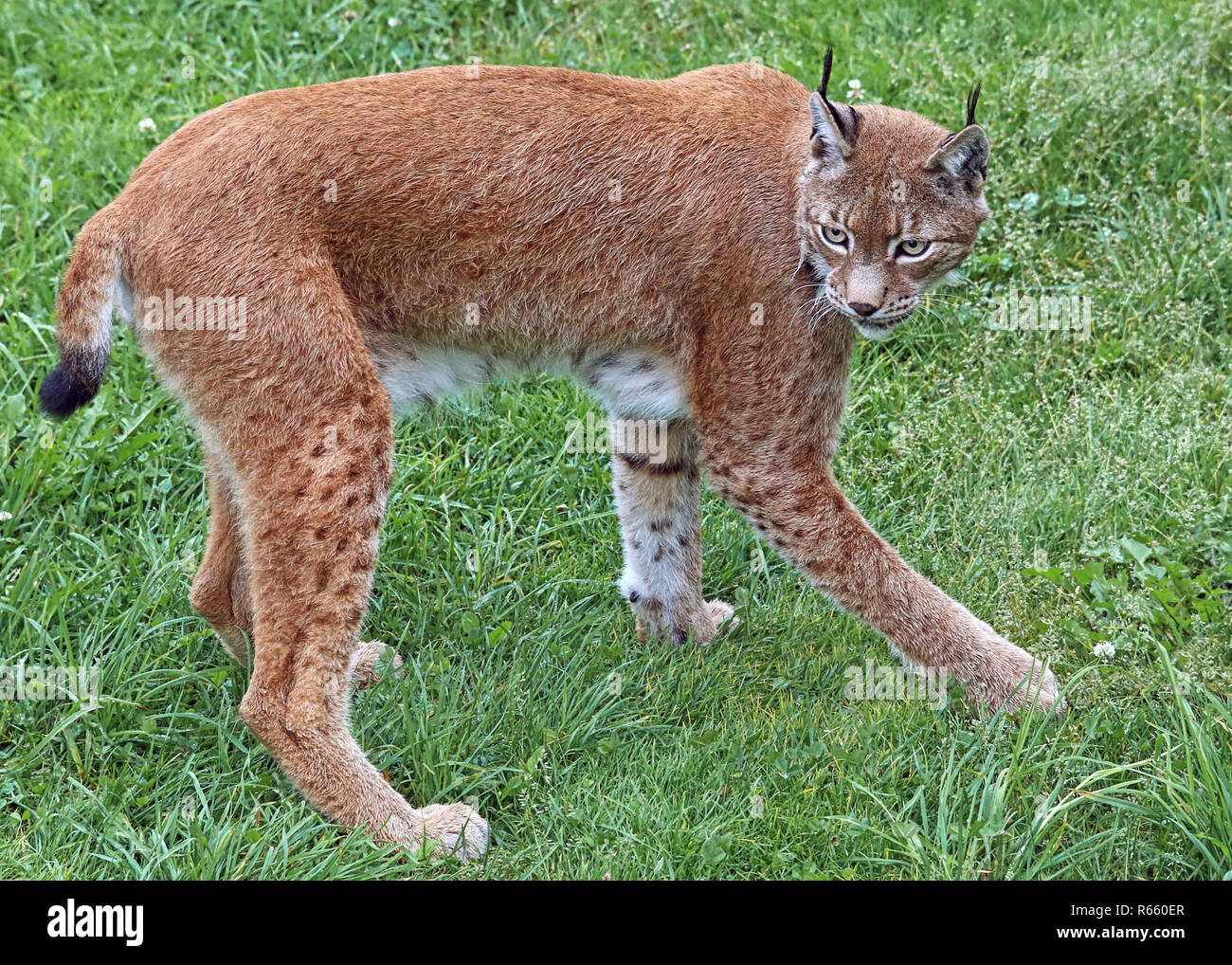 lynx lynx lynx in the grass Stock Photo - Alamy