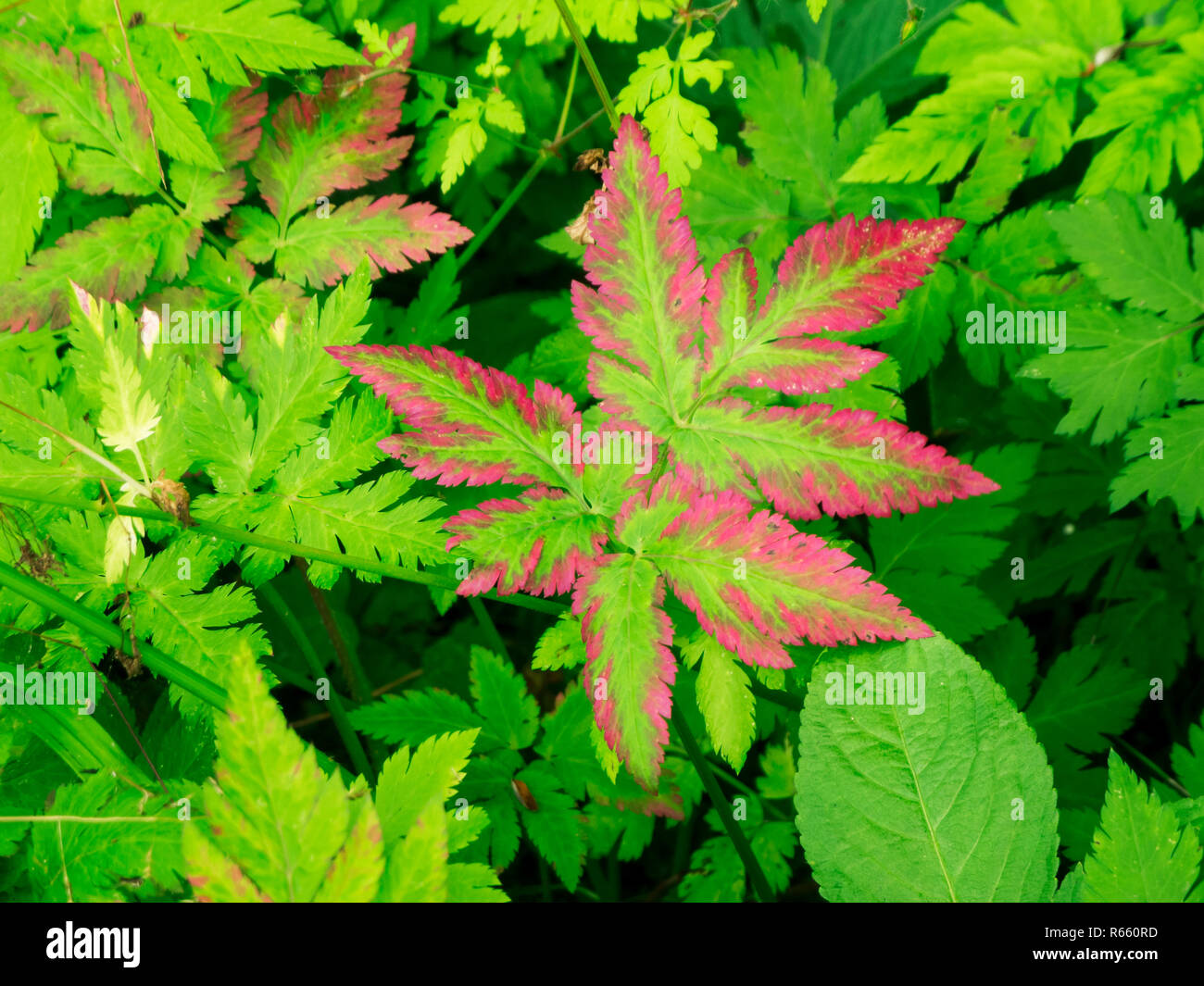Red Leaf Border Plants