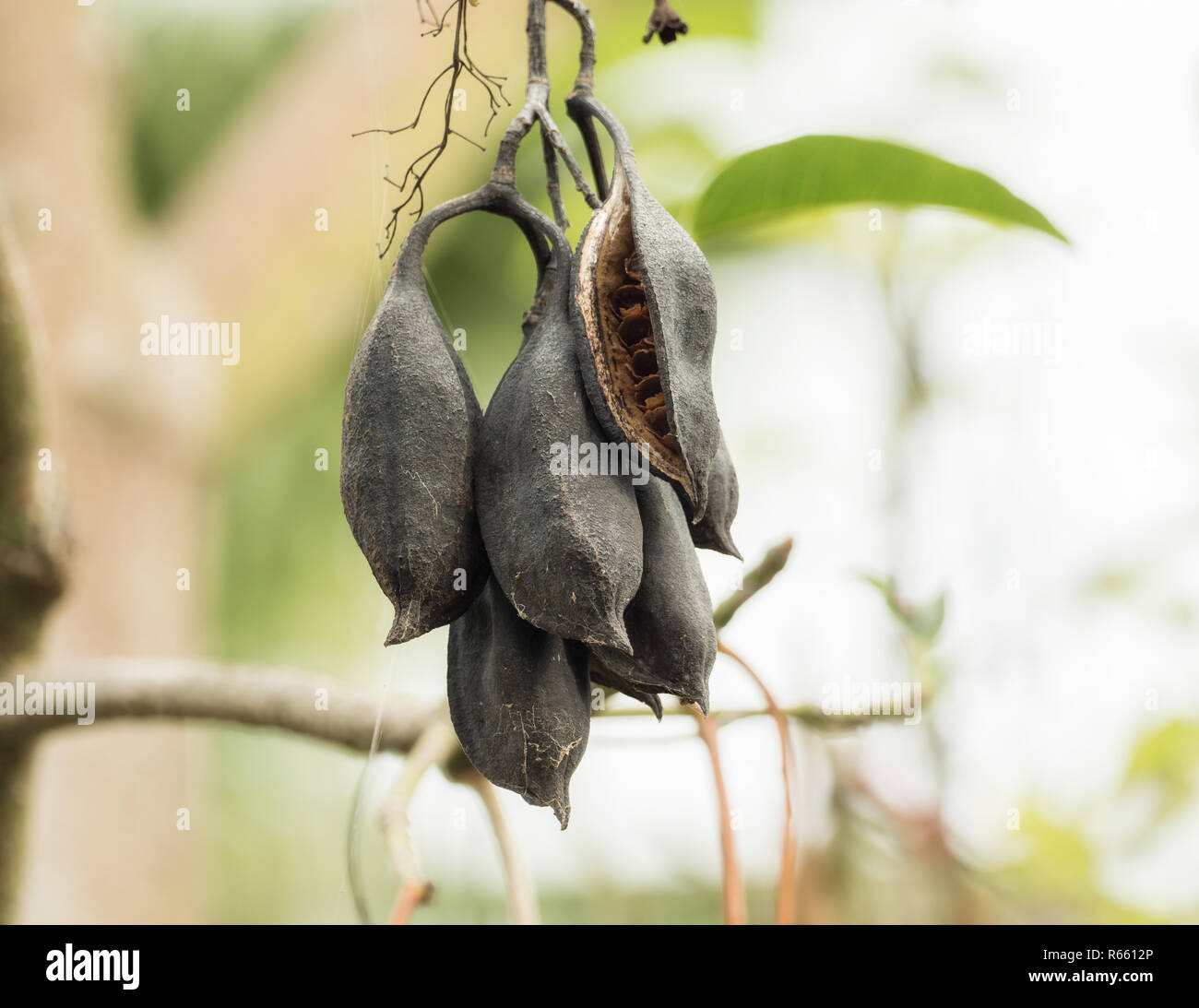 Flame tree pods hi-res stock photography and images - Alamy