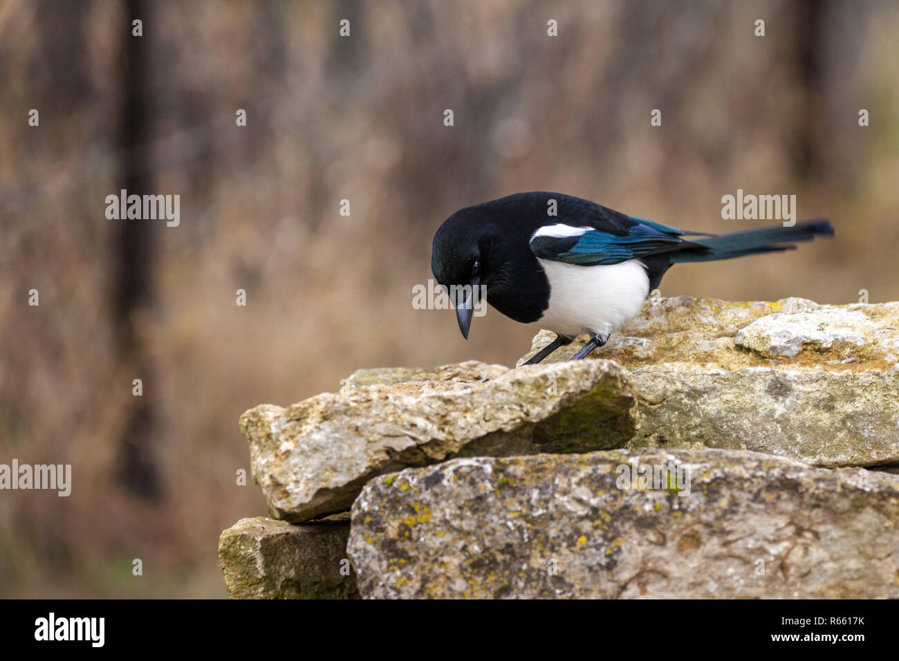 Magpie foraging hi-res stock photography and images - Alamy