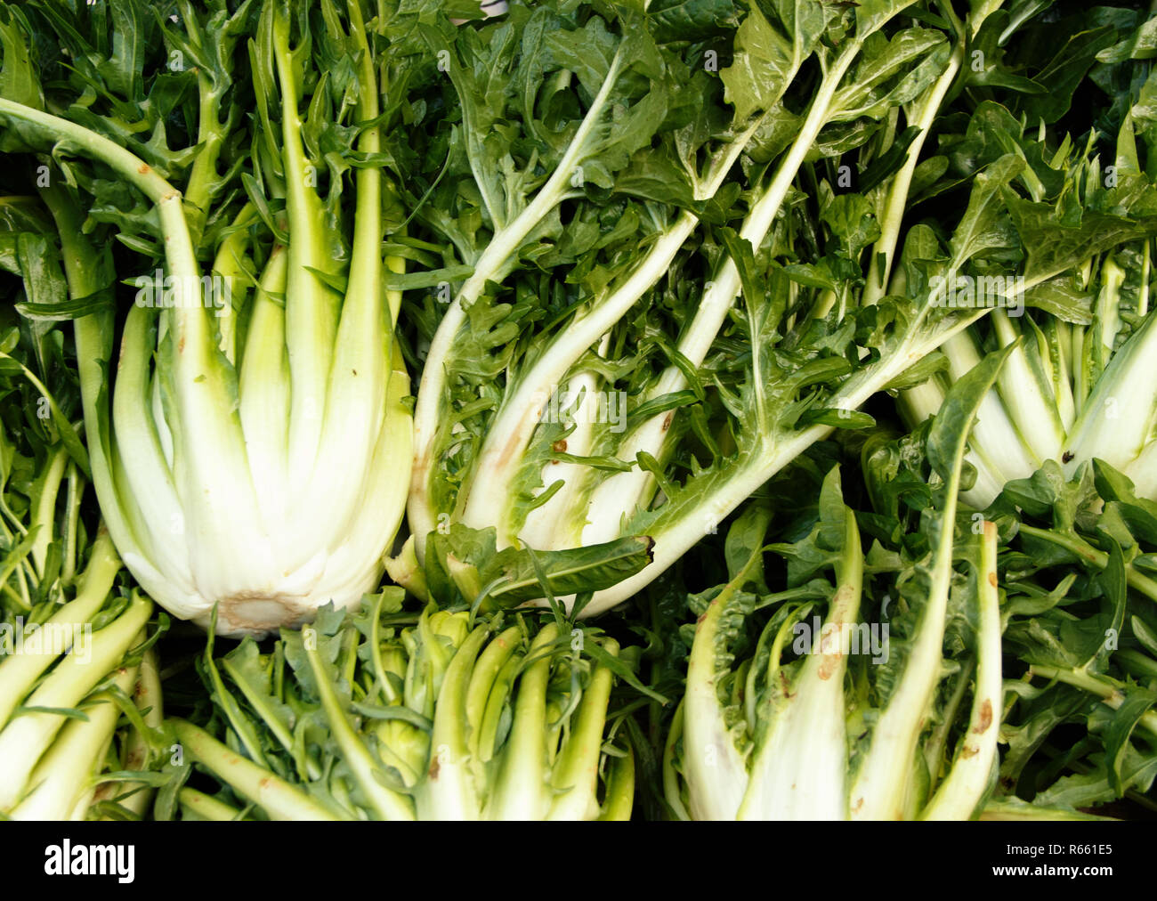 Catalogna chicory market hi-res stock photography and images - Alamy