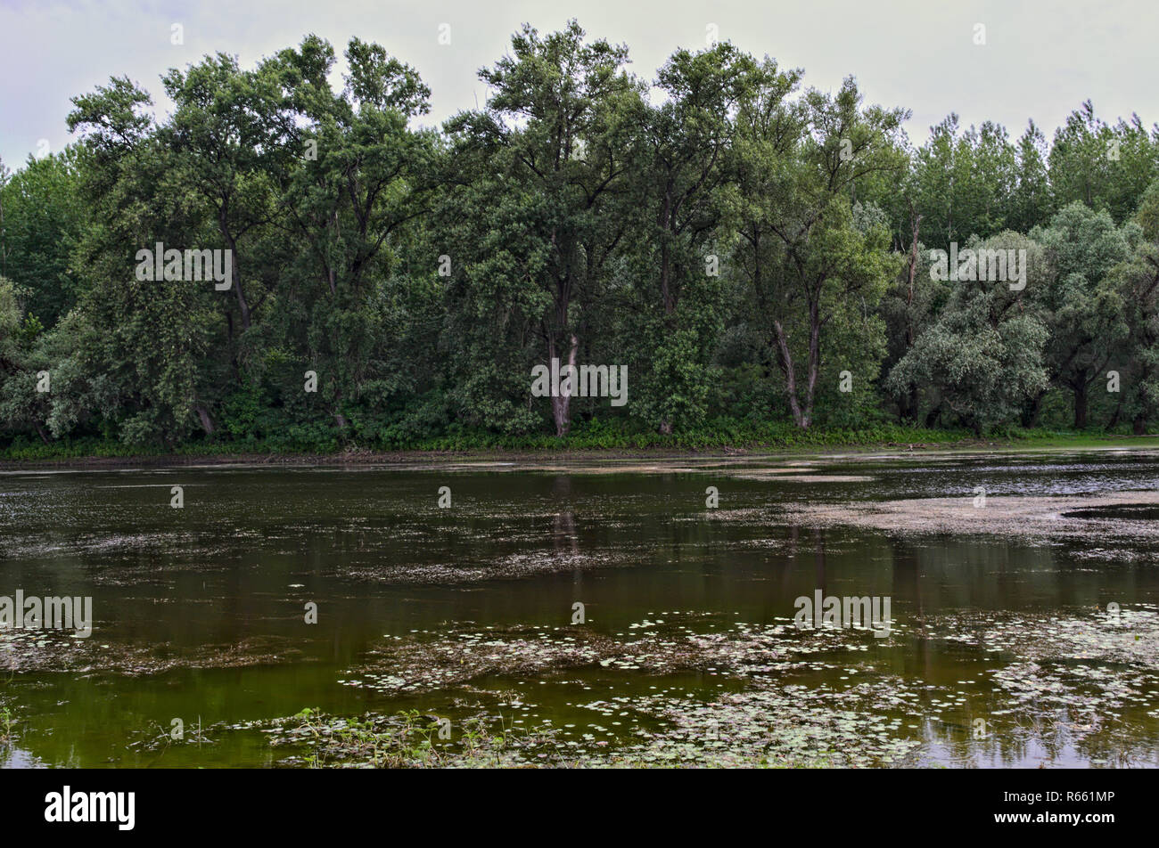 Branch of Danube, and forest at other side of river Stock Photo - Alamy