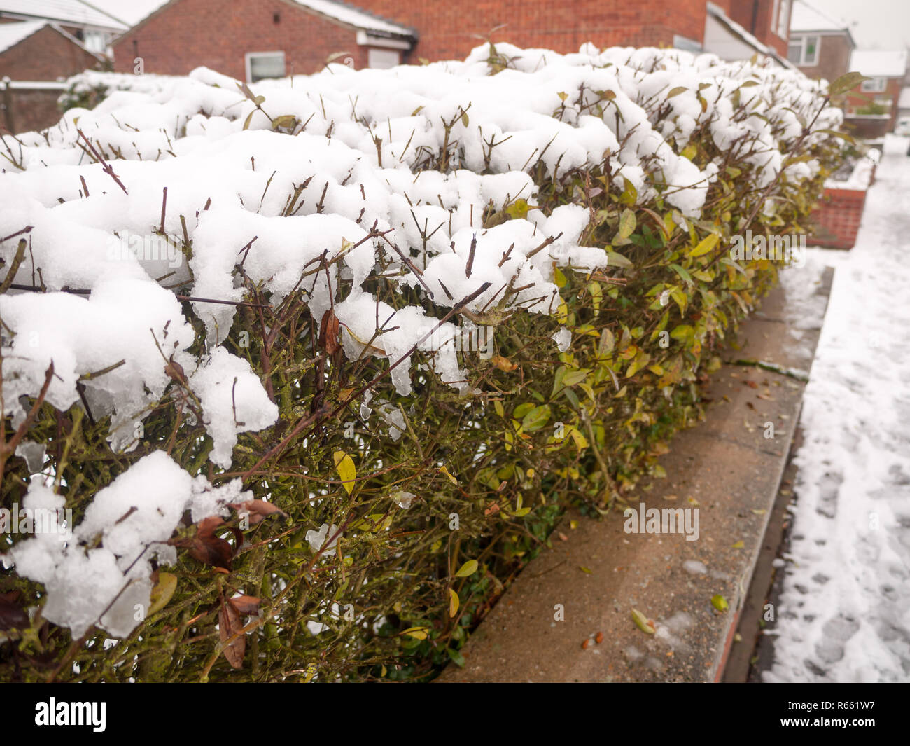 snow on top of hedge green plants behind wall winter Stock Photo - Alamy