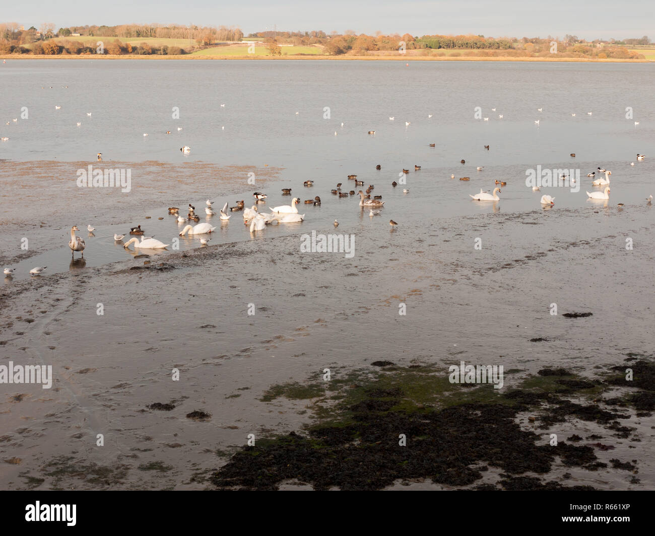 Salt marsh low tide birds High Resolution Stock Photography and Images ...