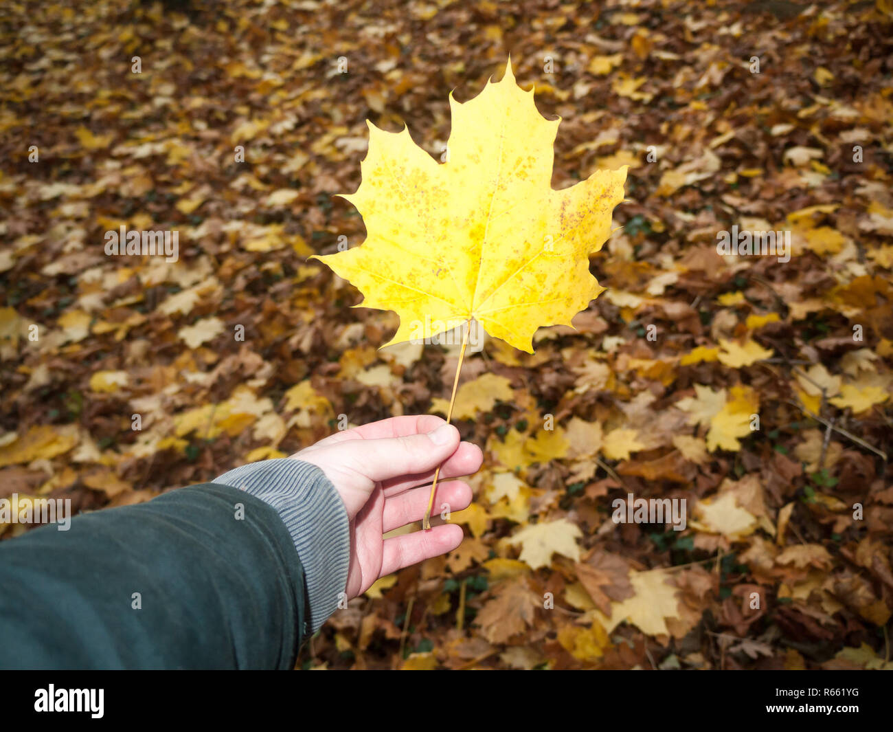 outstretched hand in front holding a full yellow orange golden fall ...