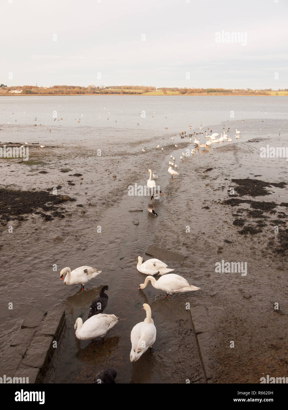Deep sea mud sand hi-res stock photography and images - Alamy