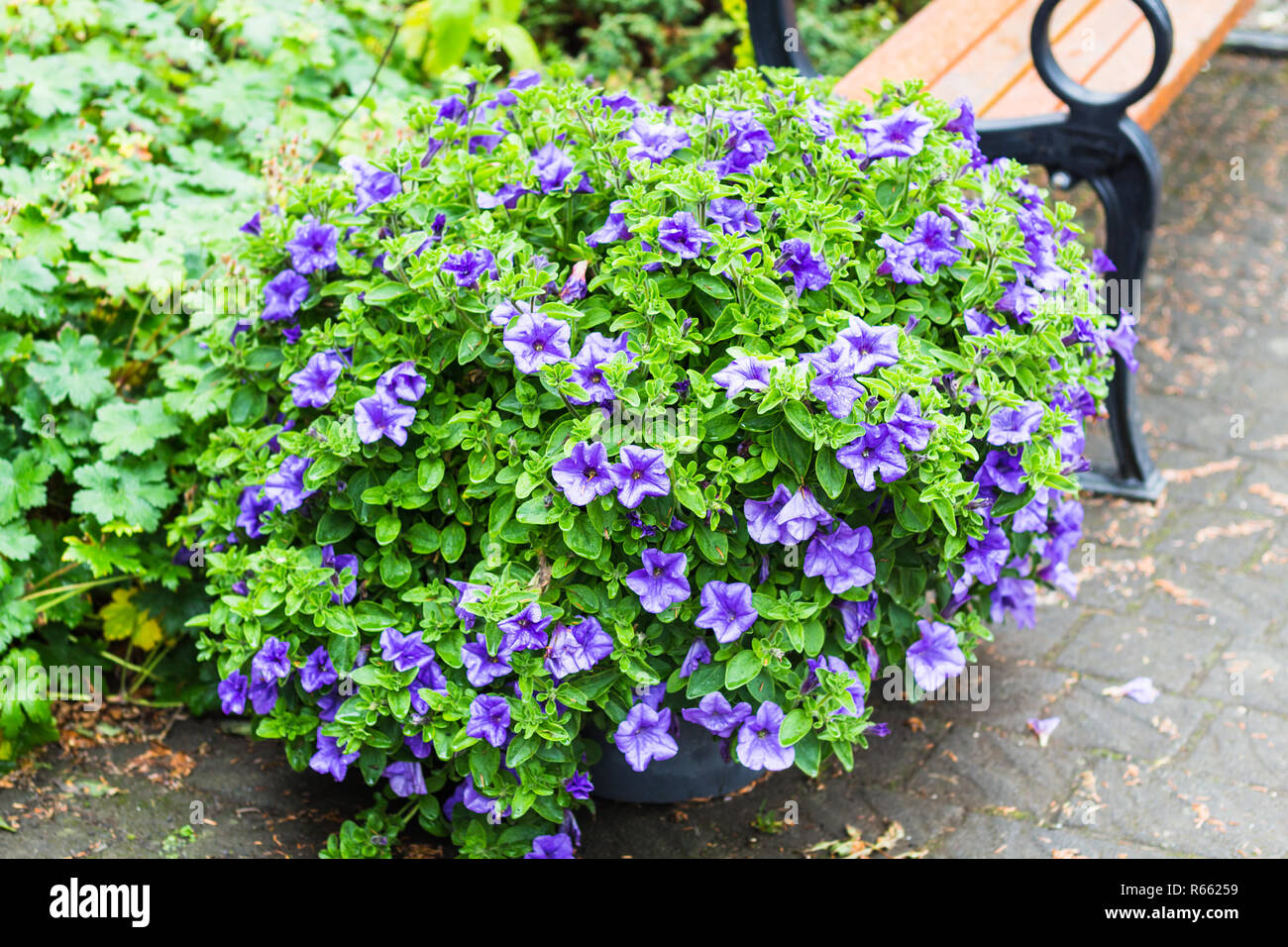Viola garden bench hi-res stock photography and images - Alamy