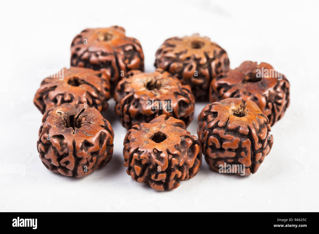 Rudraksha tree hi-res stock photography and images - Alamy