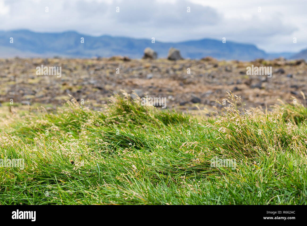 green grass and lava field in Iceland Stock Photo - Alamy