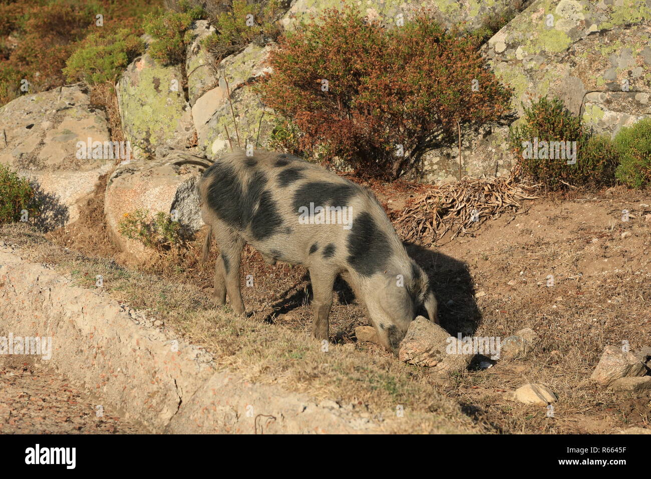 sardinia - italy - pig Stock Photo - Alamy