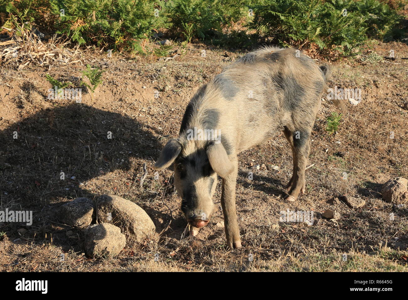 sardinia - italy - pig Stock Photo - Alamy