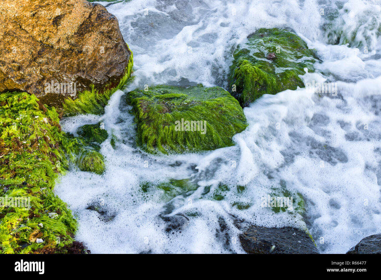 Sea surf, waves and rocks covered with algae. Close-up Stock Photo - Alamy