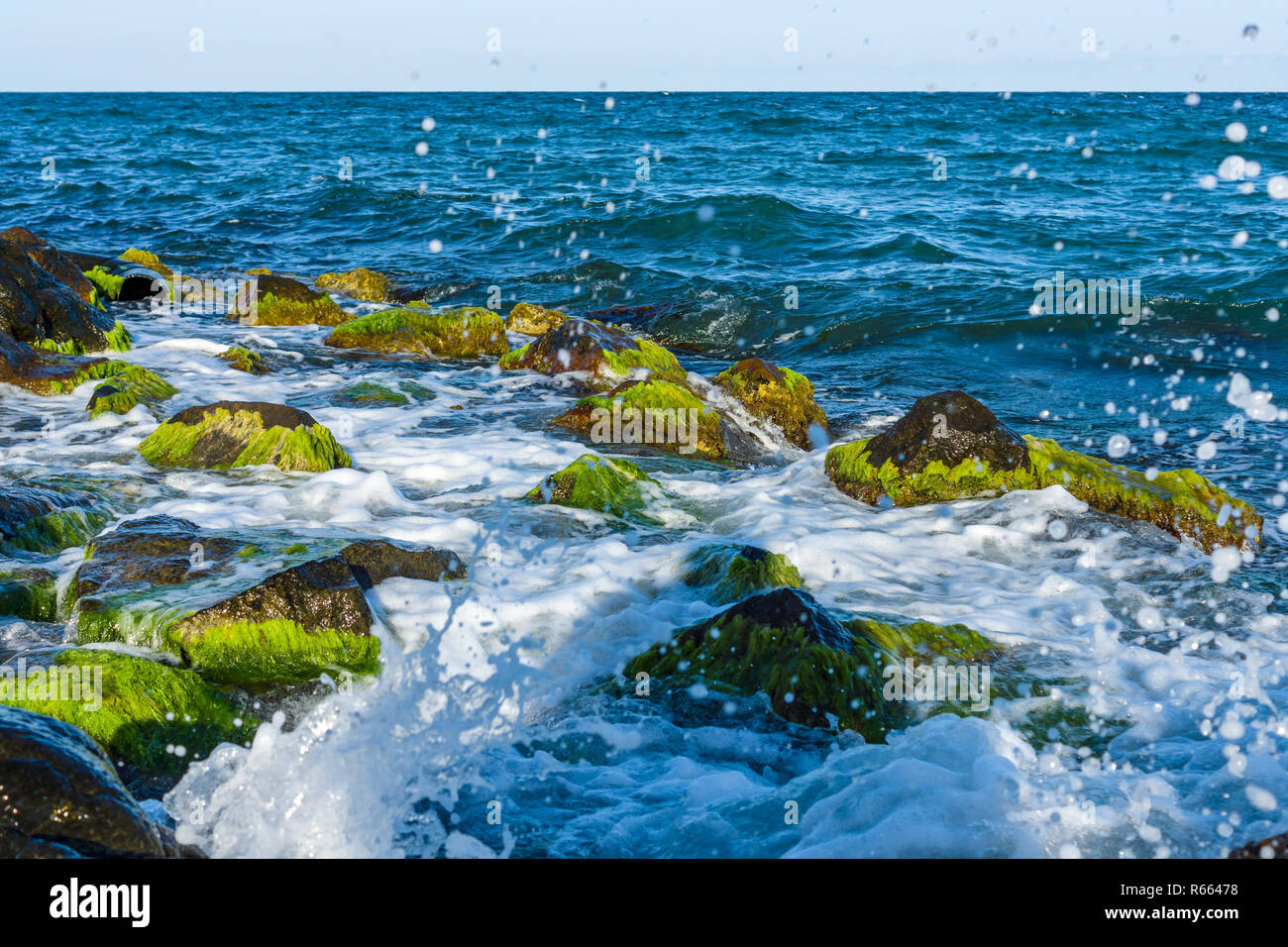 Sea surf, waves and rocks covered with algae Stock Photo - Alamy