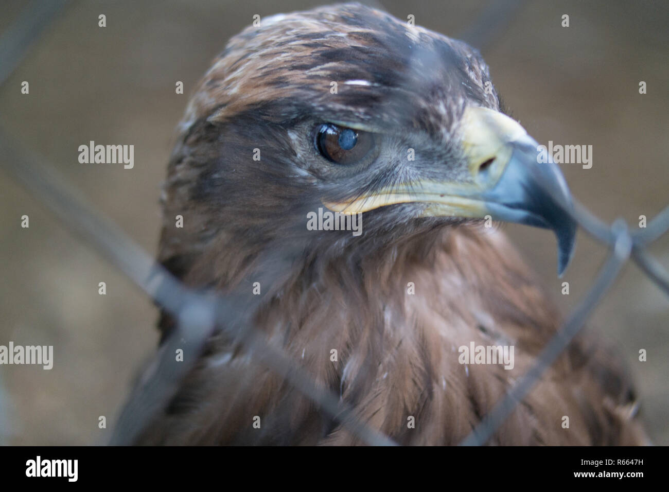 Eagle's head close up behind the zoo cage Stock Photo - Alamy