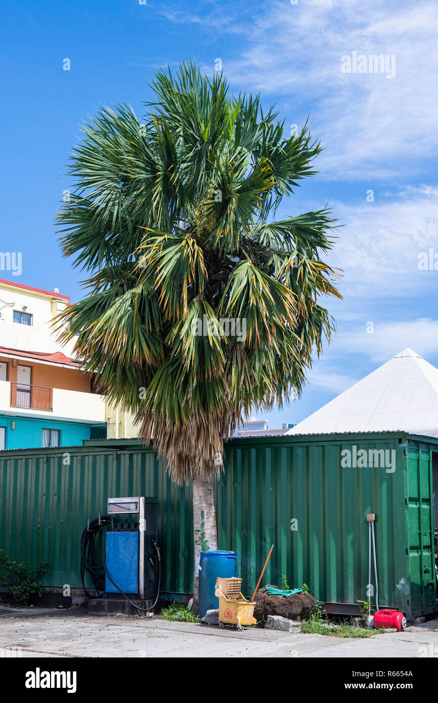 Palm Tree next to old diesel pump Antigua Stock Photo - Alamy