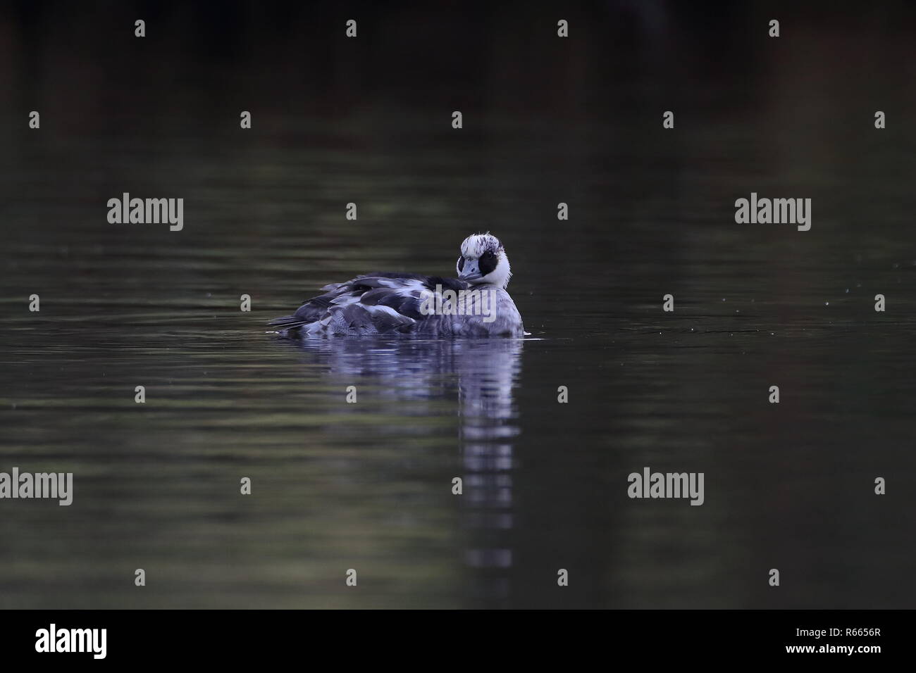 Drake winter visitor hi-res stock photography and images - Alamy