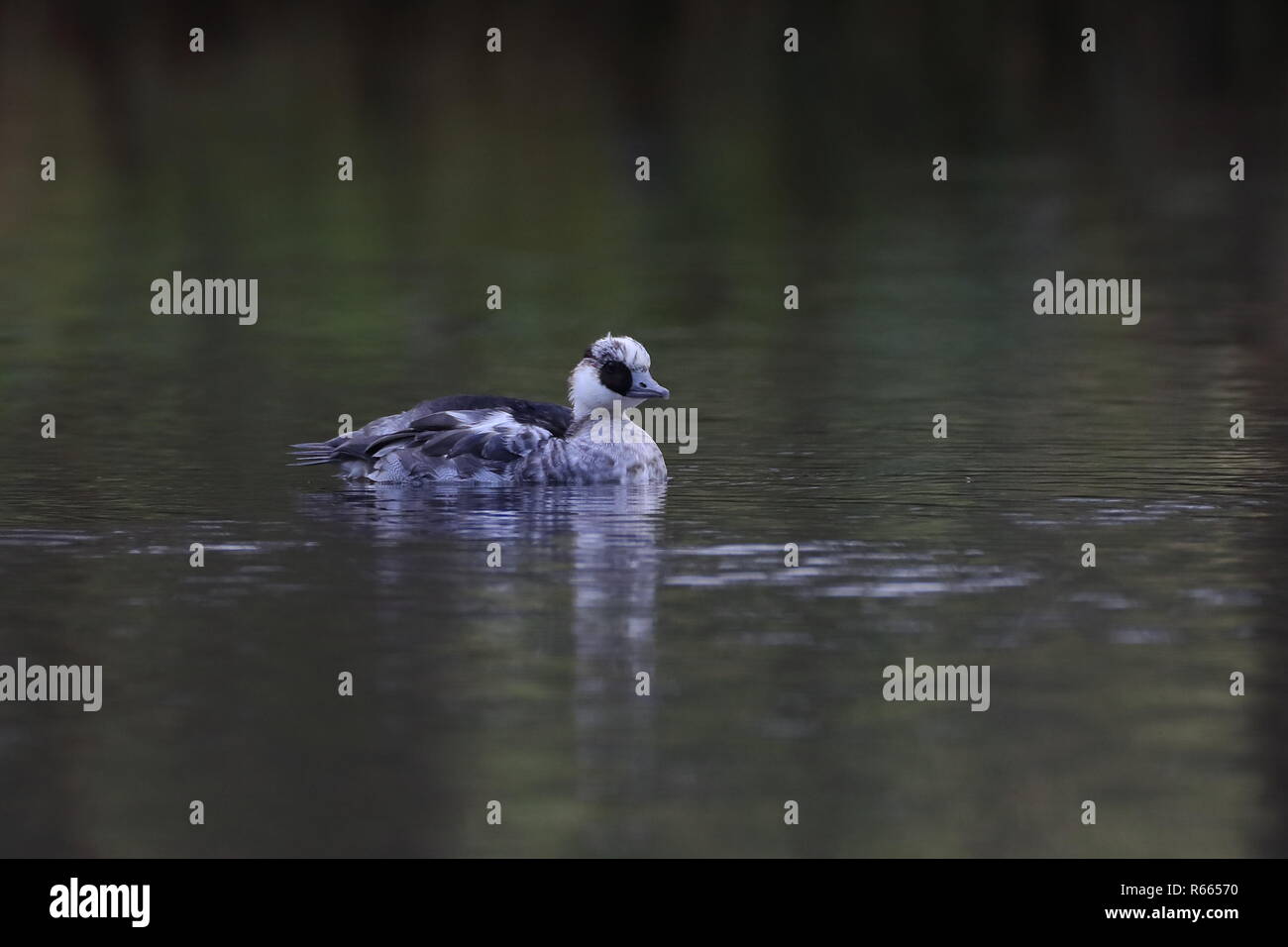 Smew drake hi-res stock photography and images - Alamy