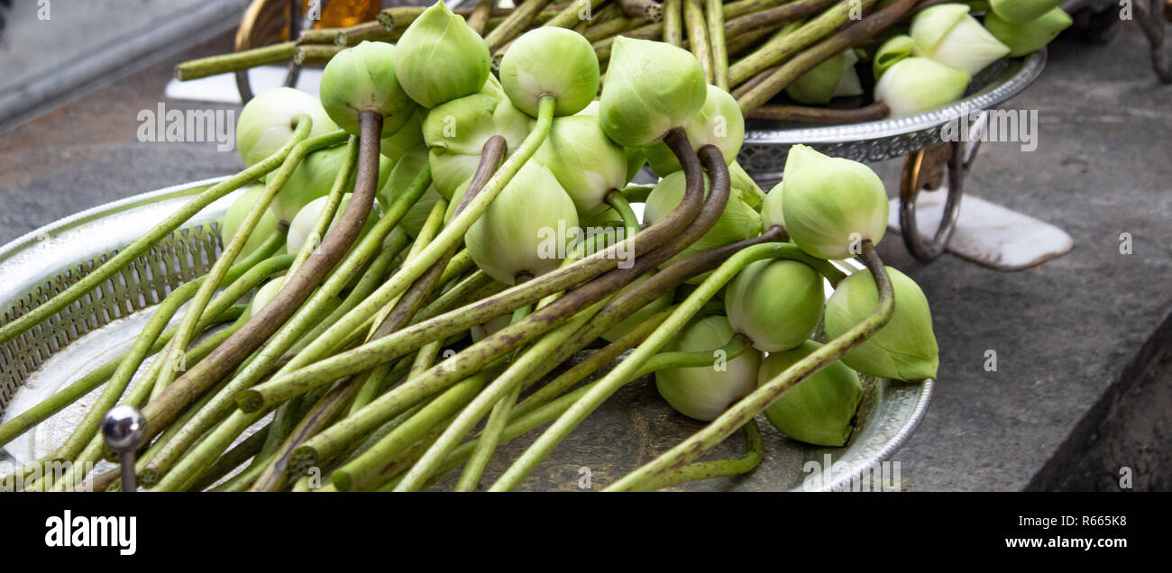Lotus buds as offerings for buddha closeup in Buddhist temple Stock ...