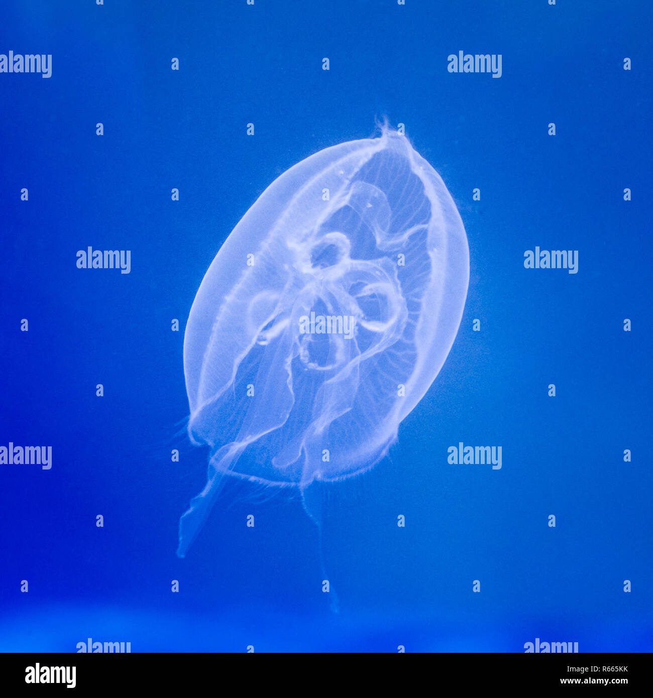 Funny jellyfish hi-res stock photography and images - Alamy