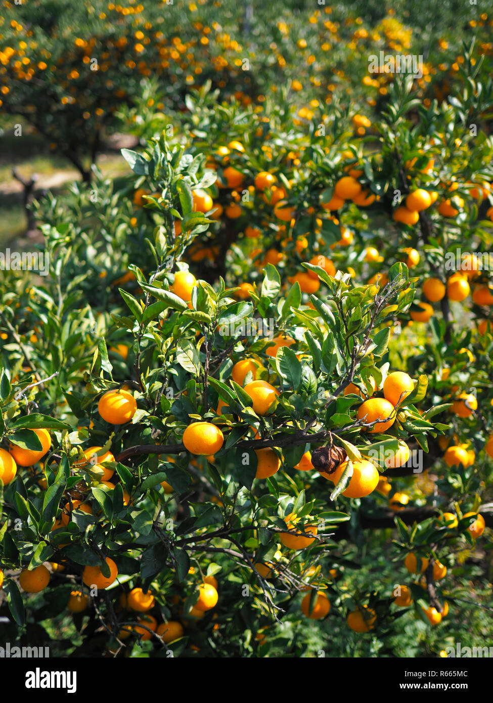 Gamgyul hi-res stock photography and images - Alamy