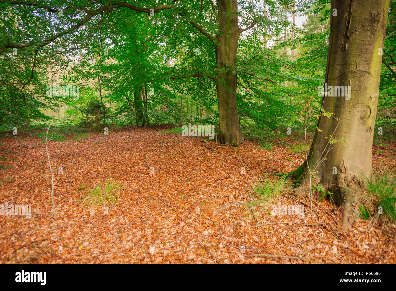 alder wood forest in east frisia Stock Photo - Alamy