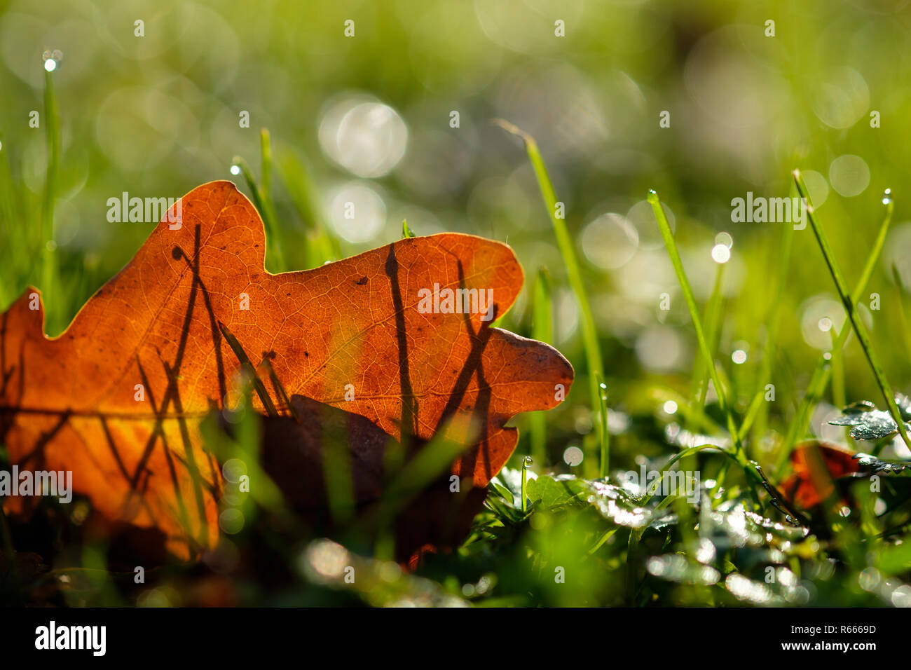 Opposite veins hi-res stock photography and images - Alamy