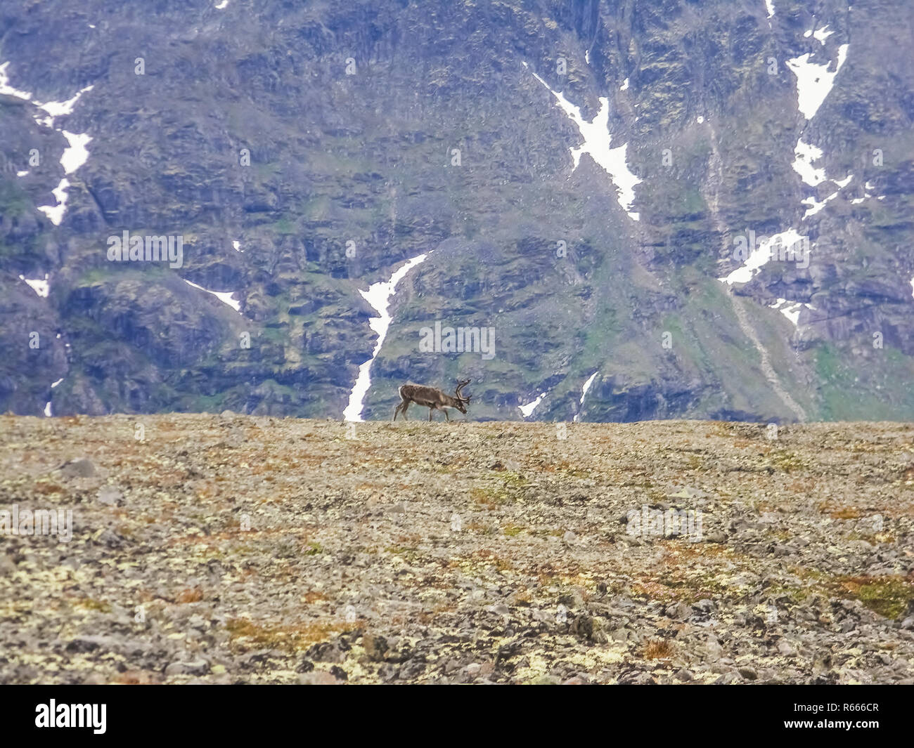 Wild reindeer on the Besseggen Ridge, Norway Stock Photo - Alamy