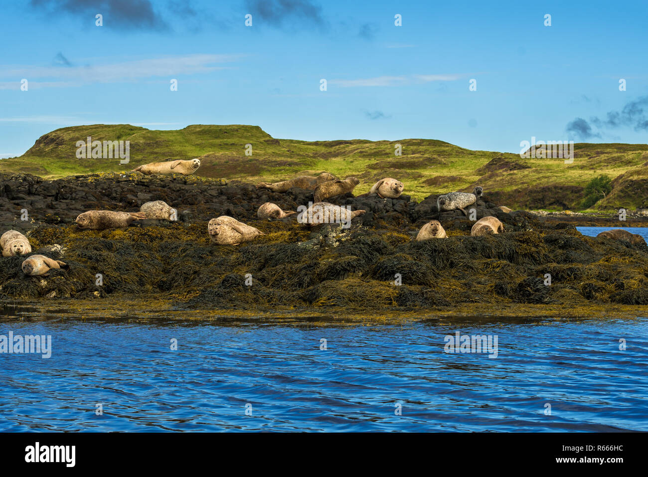 Relaxing Common Seals At The Coast Near Dunvegan Castle On The Isle Of ...