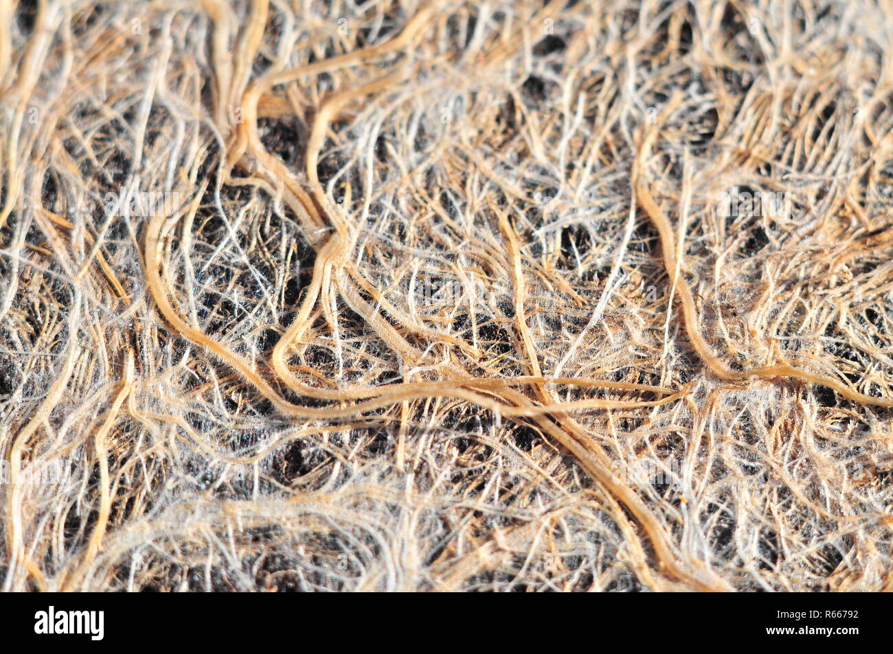 Dense roots hi-res stock photography and images - Alamy