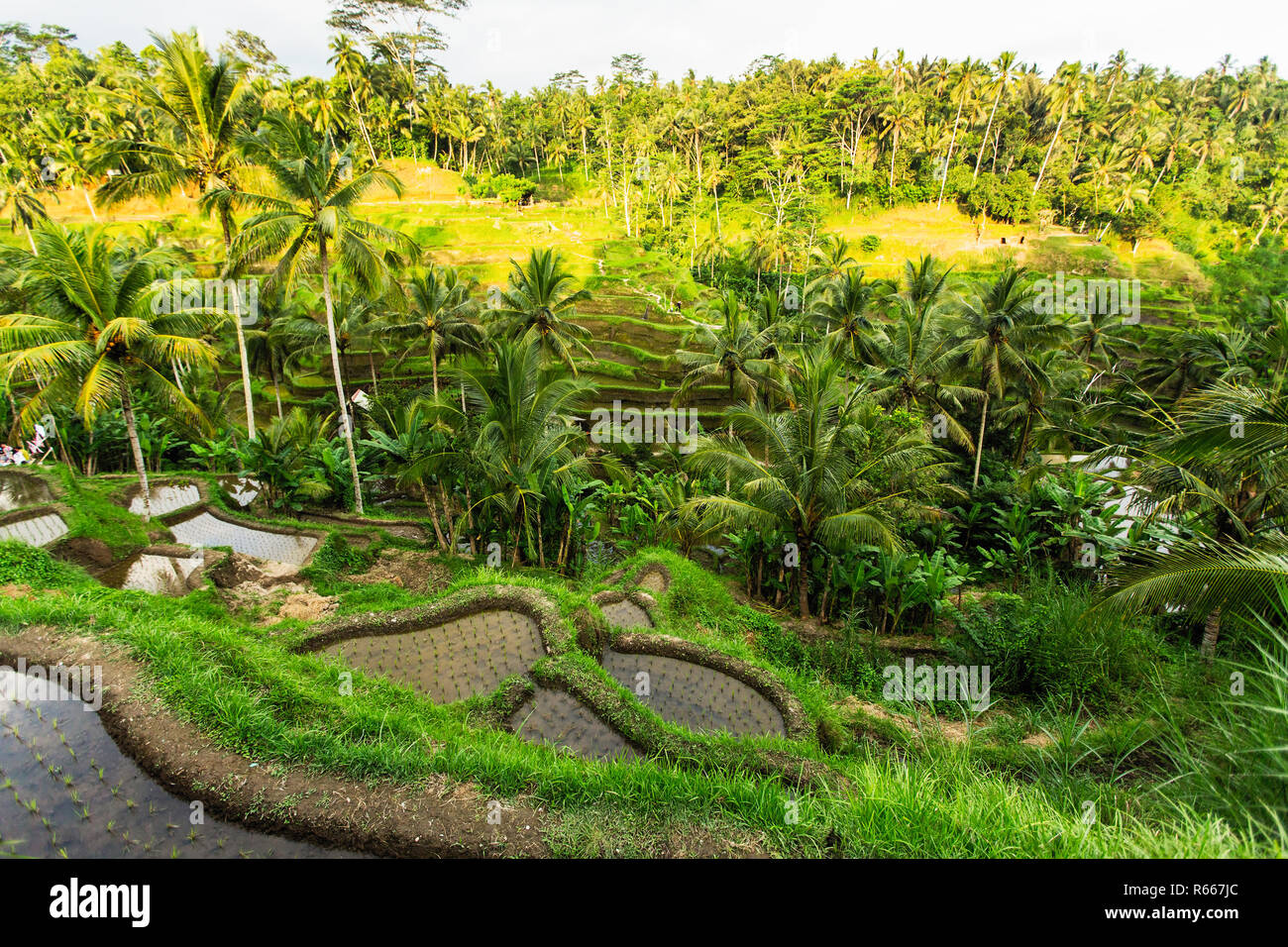 Green rice terraces in Bali island, Indonesia Stock Photo - Alamy