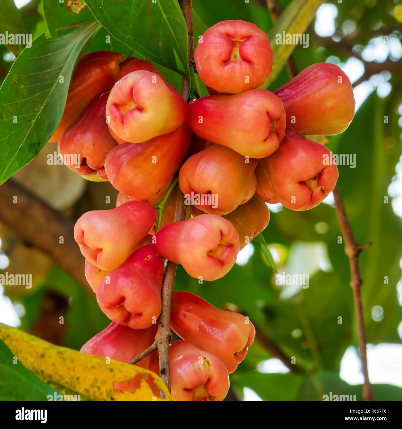 Javaapfel hi-res stock photography and images - Alamy