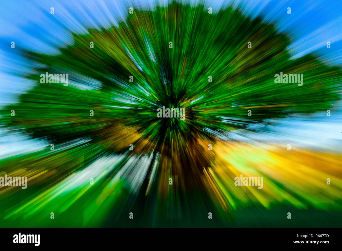 Magic tree hi-res stock photography and images - Alamy