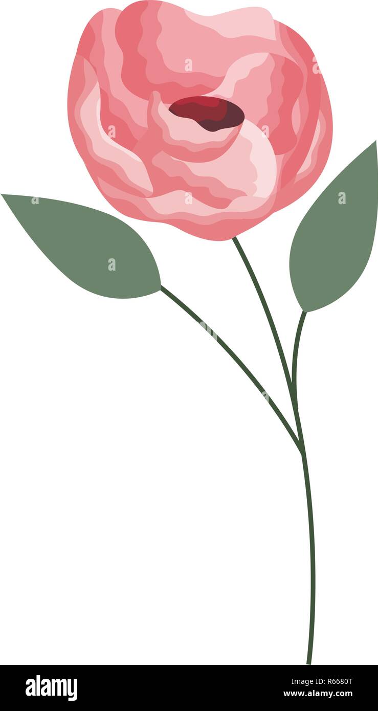 pink rose flower on white background vector illustration Stock Vector ...