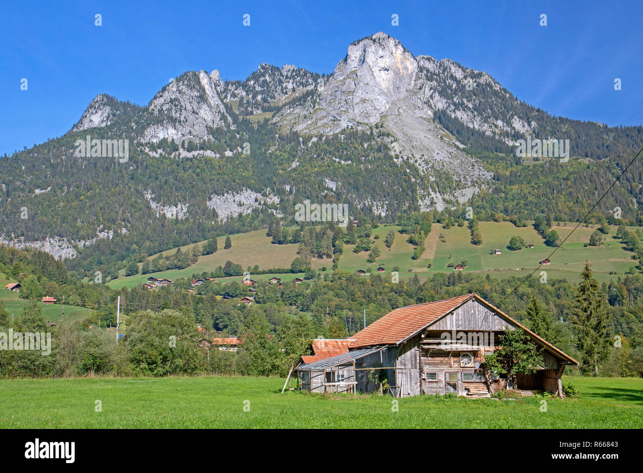 Simmental hi-res stock photography and images - Alamy
