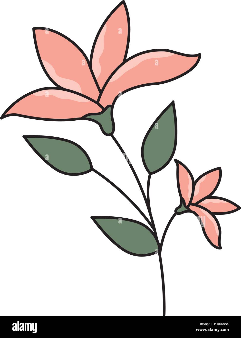 flower stem botanical on white background vector illustration Stock ...