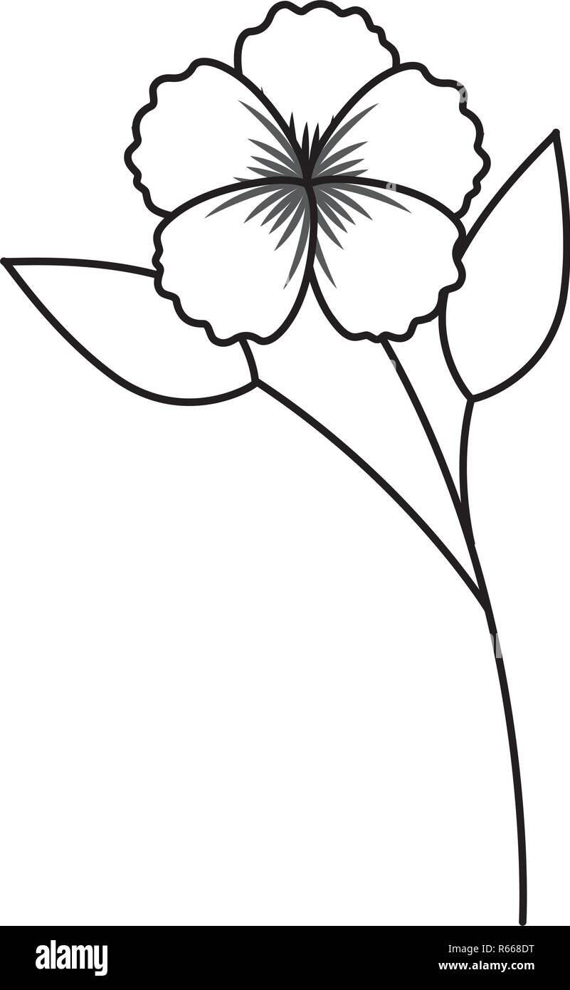 flower stem botanical on white background vector illustration Stock ...