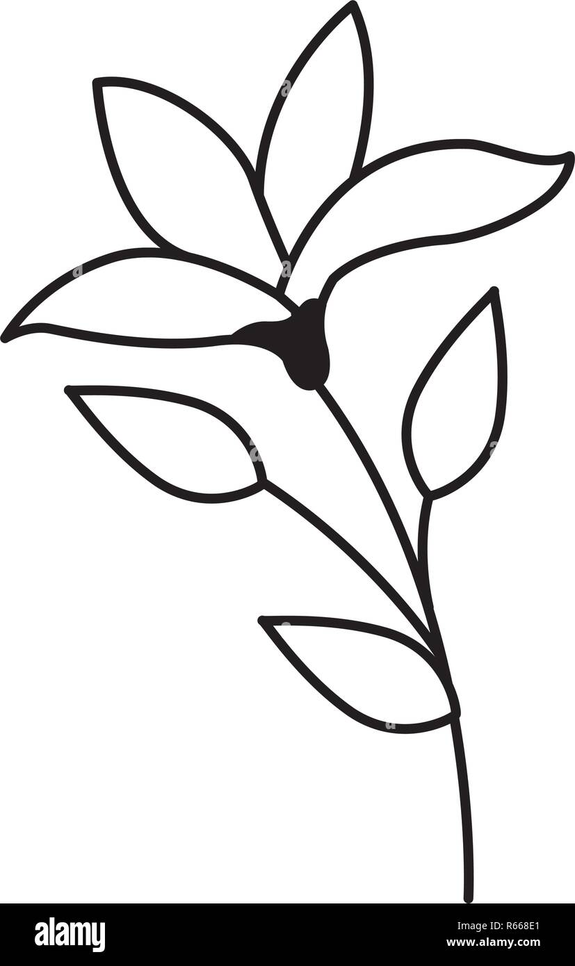 flower stem botanical on white background vector illustration Stock ...
