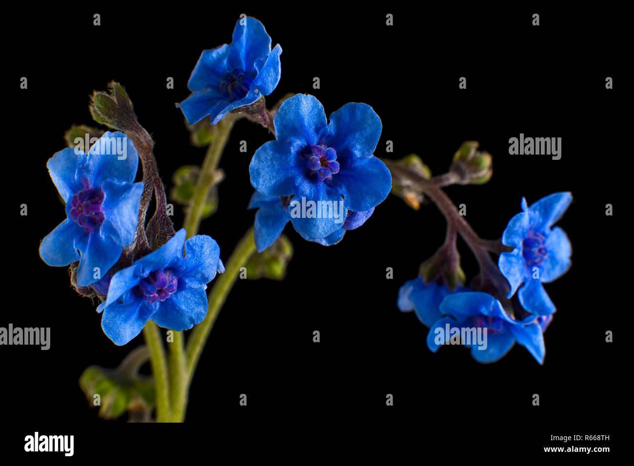blue flower closeup details Stock Photo - Alamy