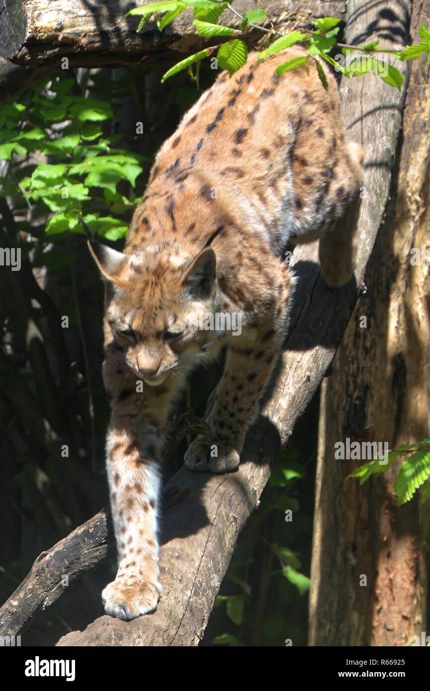Salzkatze hi-res stock photography and images - Alamy
