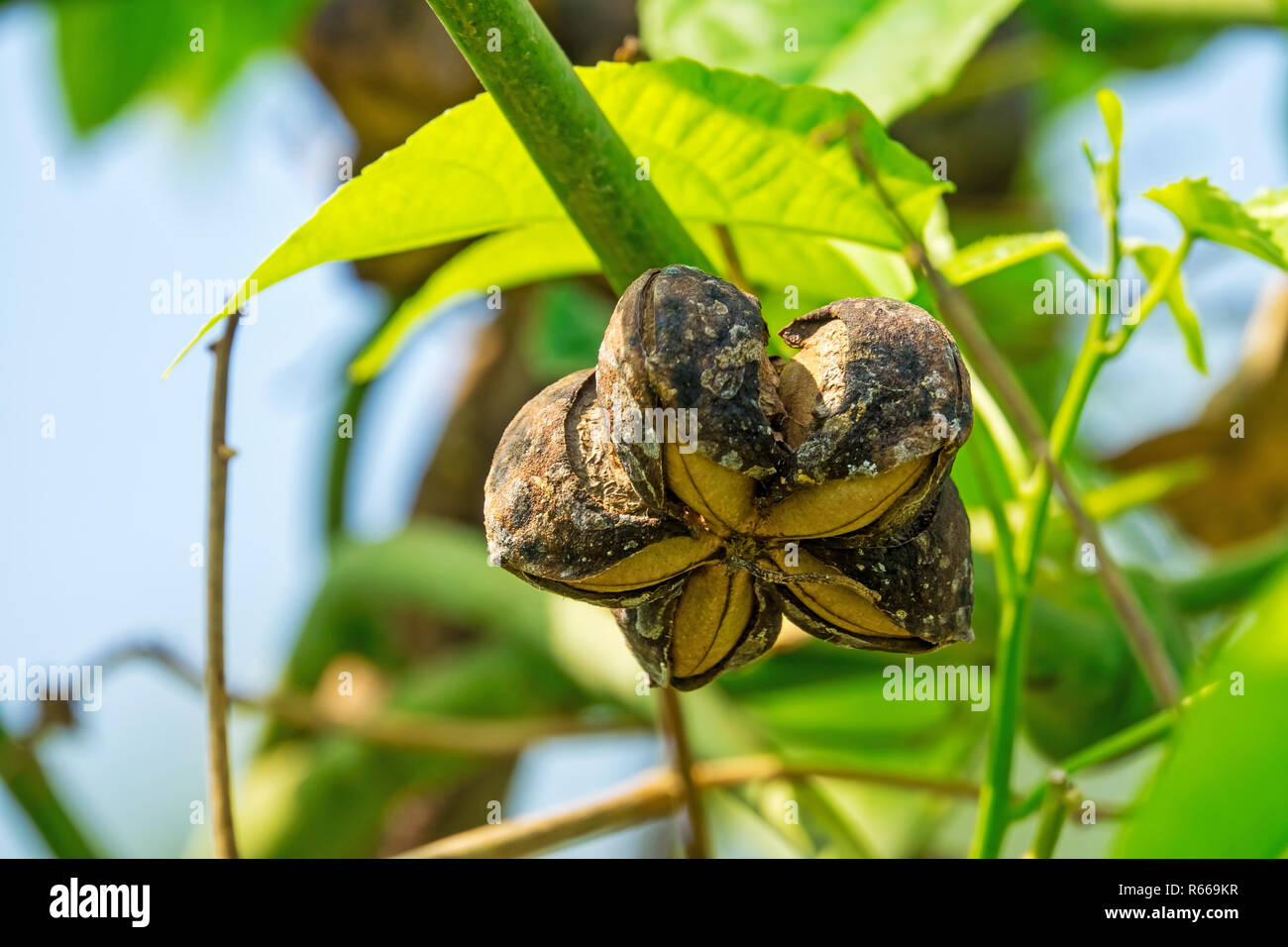 Inca nut hi-res stock photography and images - Alamy