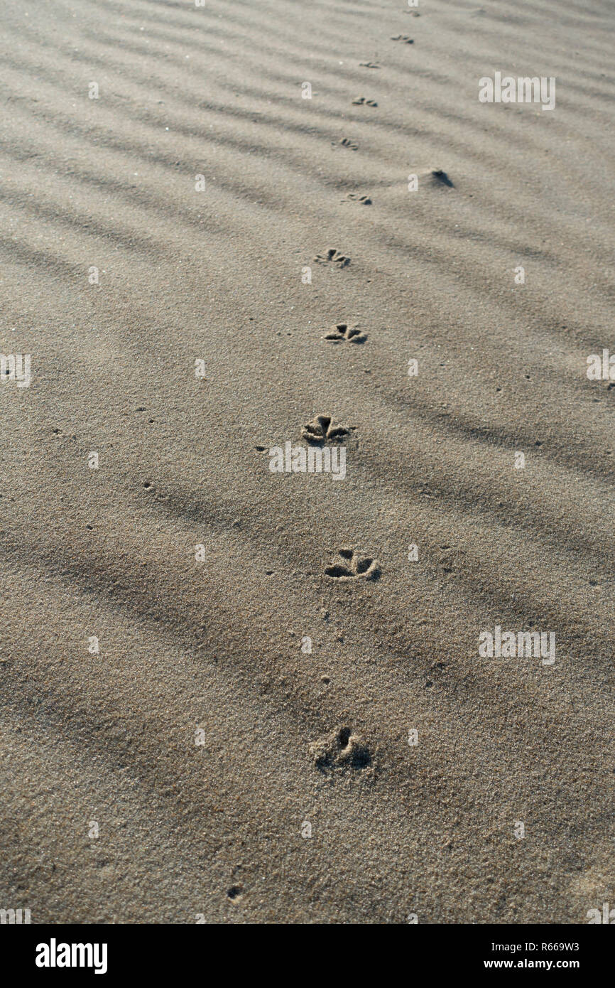 bird tracks on the beach Stock Photo - Alamy