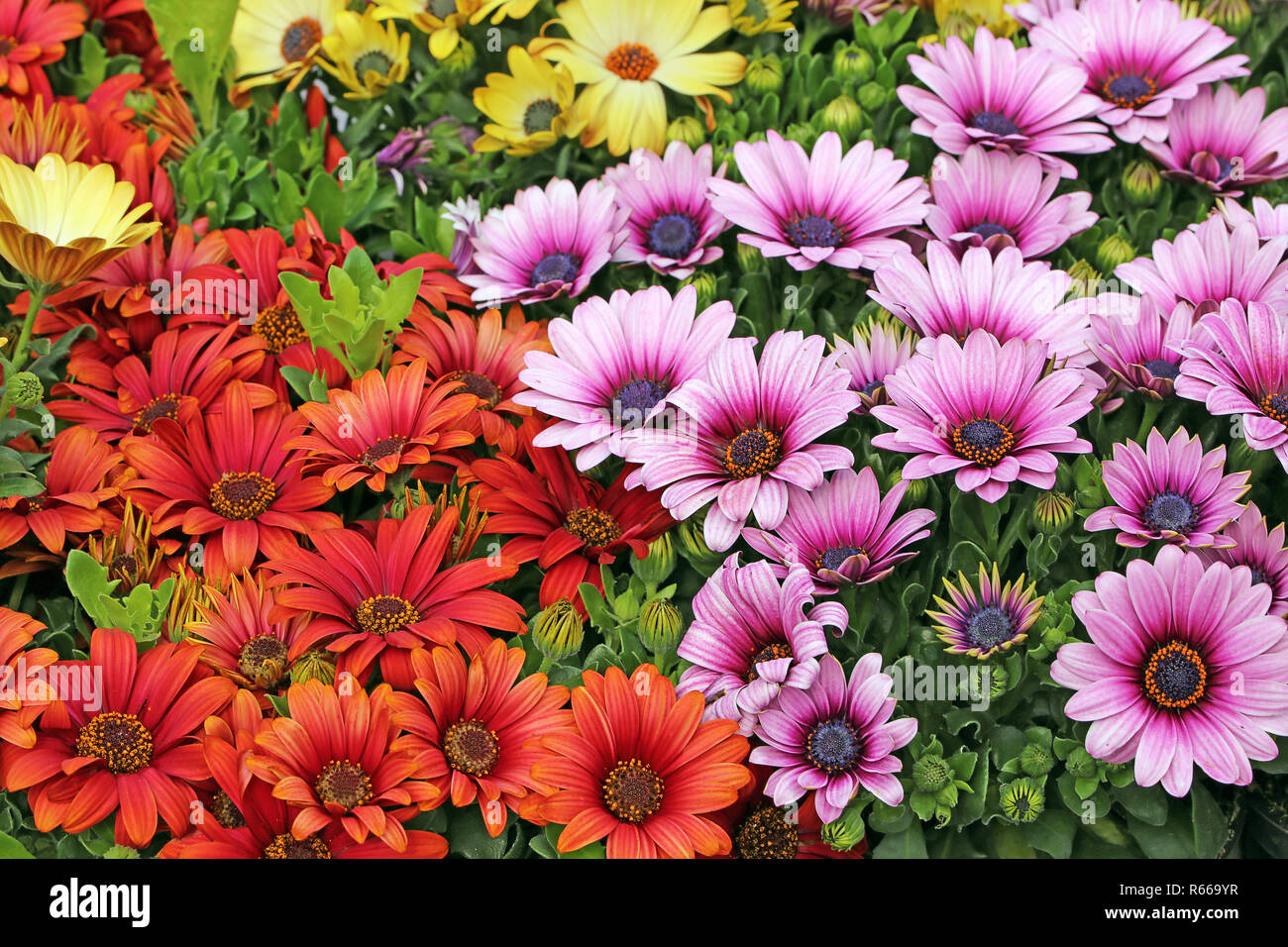 Osteospermum red hi-res stock photography and images - Alamy