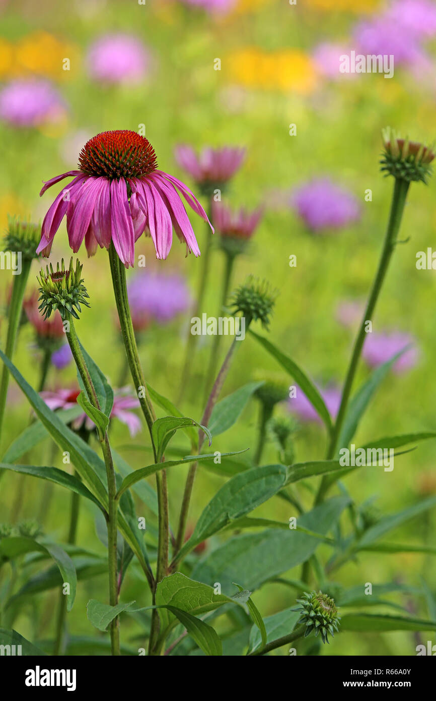 purple coneflower echinacea purpurea flowers in prairie garden Stock ...