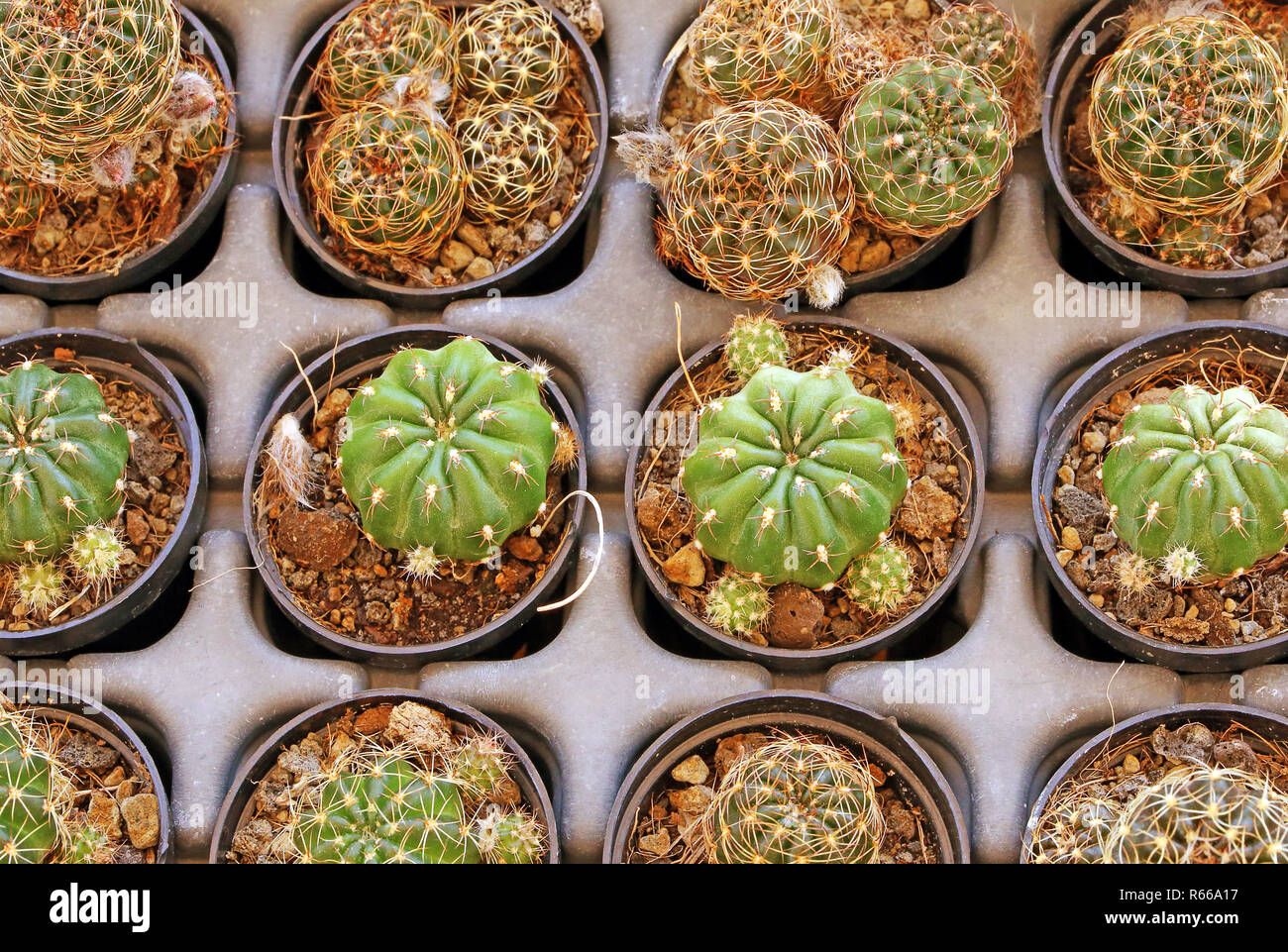 Plastikta pfe hi-res stock photography and images - Alamy