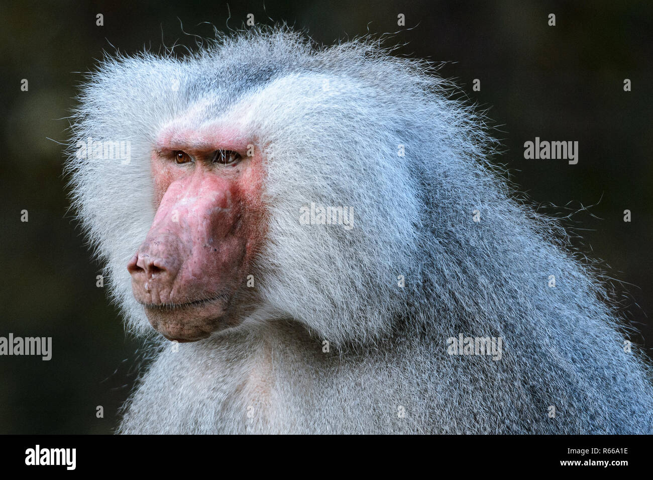 portrait of a baboon Stock Photo - Alamy