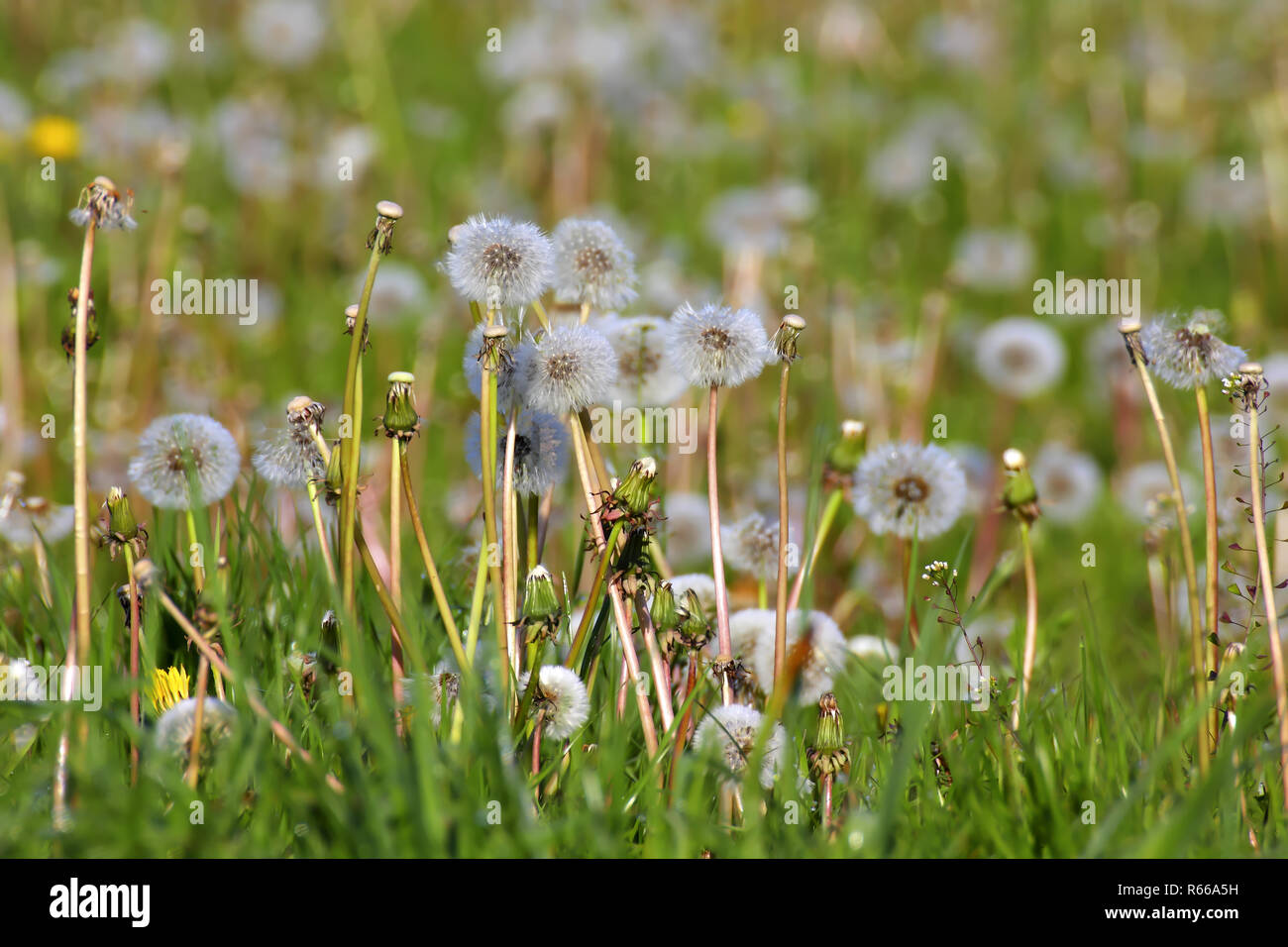 Dandelion withered, Taraxacum officinale, seeds, Bavaria, Germany ...