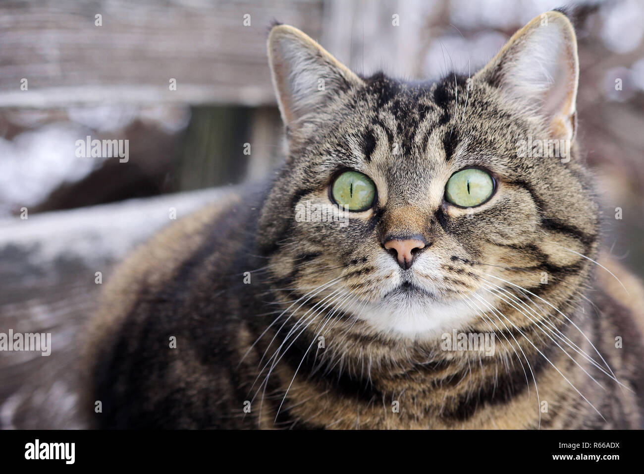 a curious look from big cat's eyes. a cat looks curious and interested ...