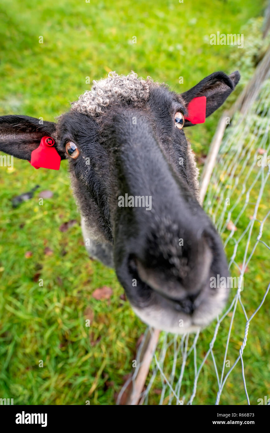 Goat head closeup Stock Photo - Alamy