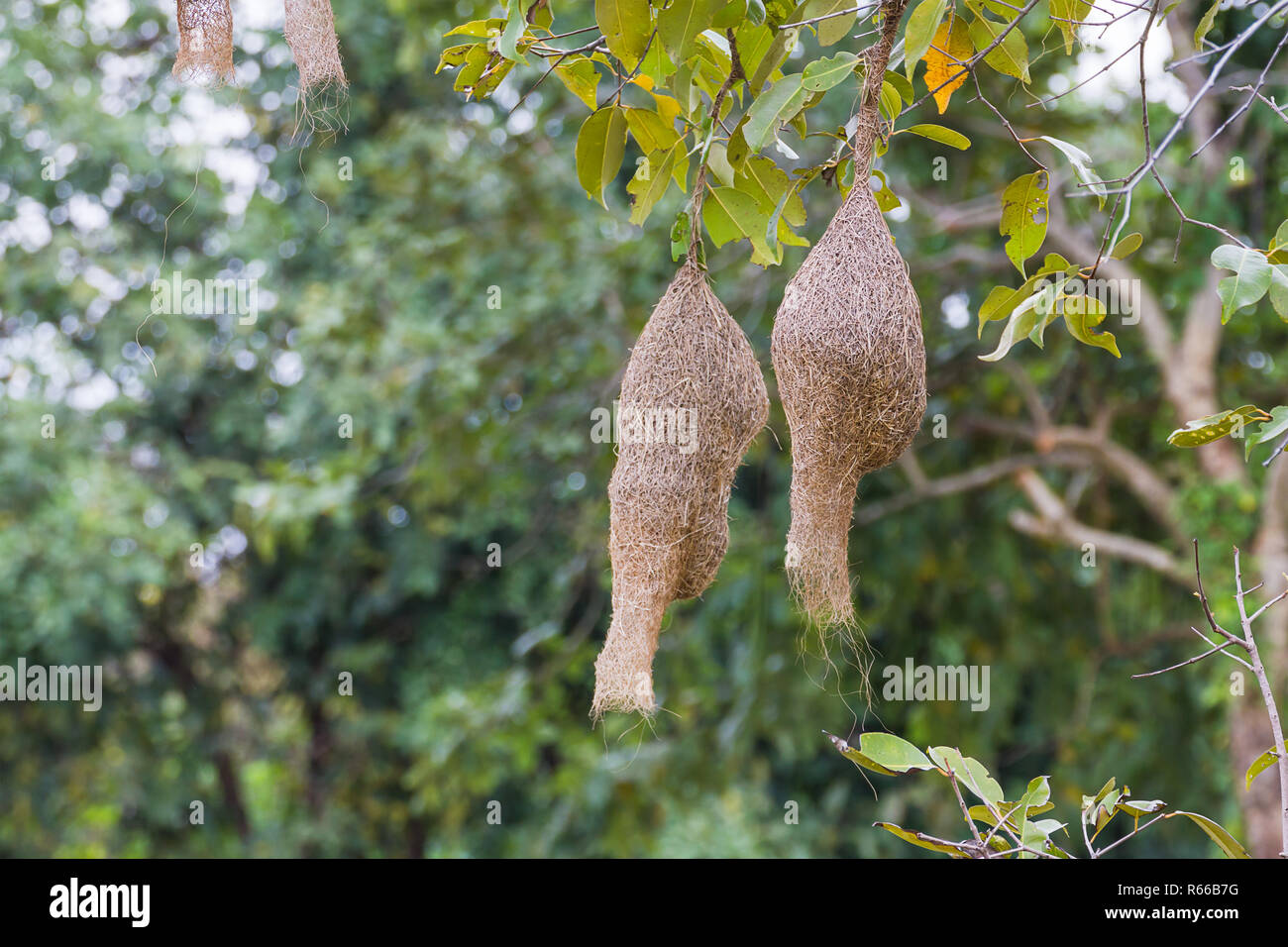 Baya weaver bird nest Stock Photo - Alamy