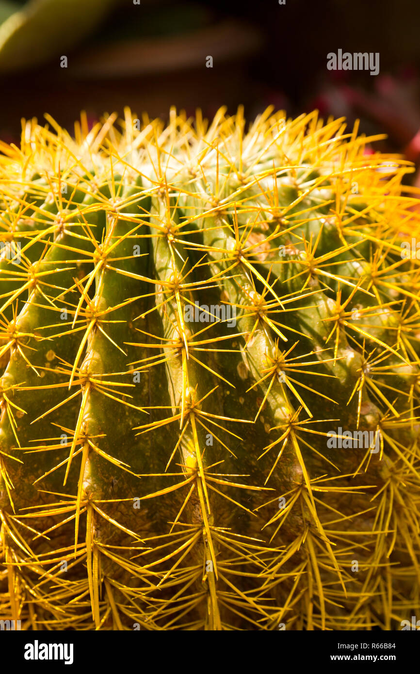 Pronounced thorns hi-res stock photography and images - Alamy